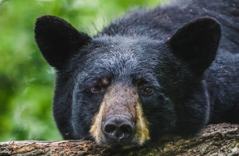 2 ETFs Under $50 Built for a Bear Market - 24/7 Wall St.